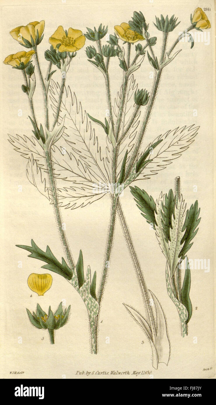 Curtis's Botanical Magazine, a renowned journal of botany featuring ...