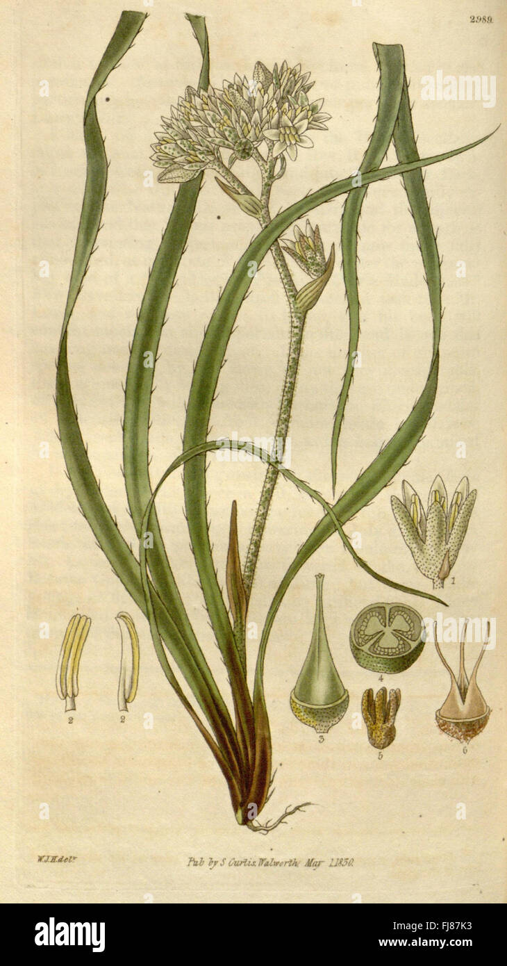 Botanical manuscript hi-res stock photography and images - Alamy