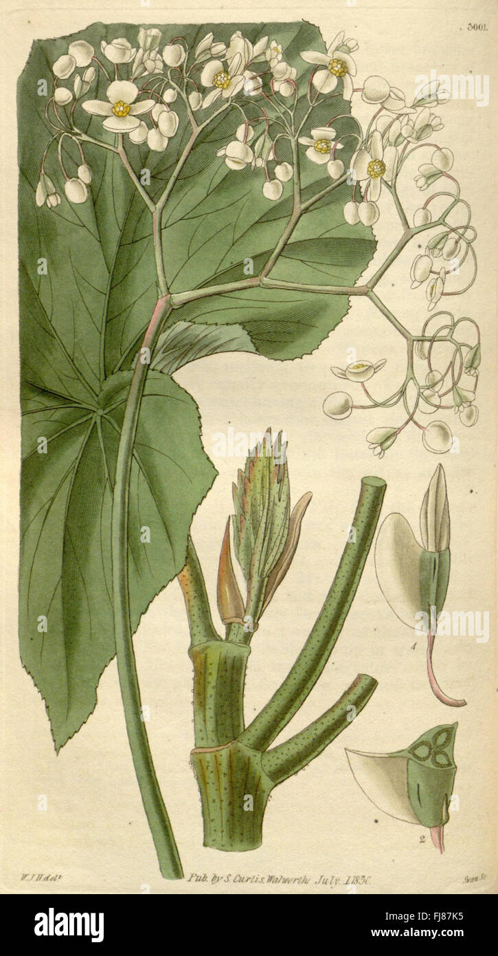 A renowned botanical periodical showcasing detailed illustrations and ...