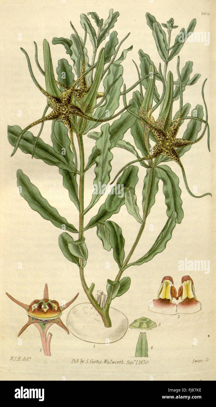 Curtis's botanical magazine Stock Photo - Alamy