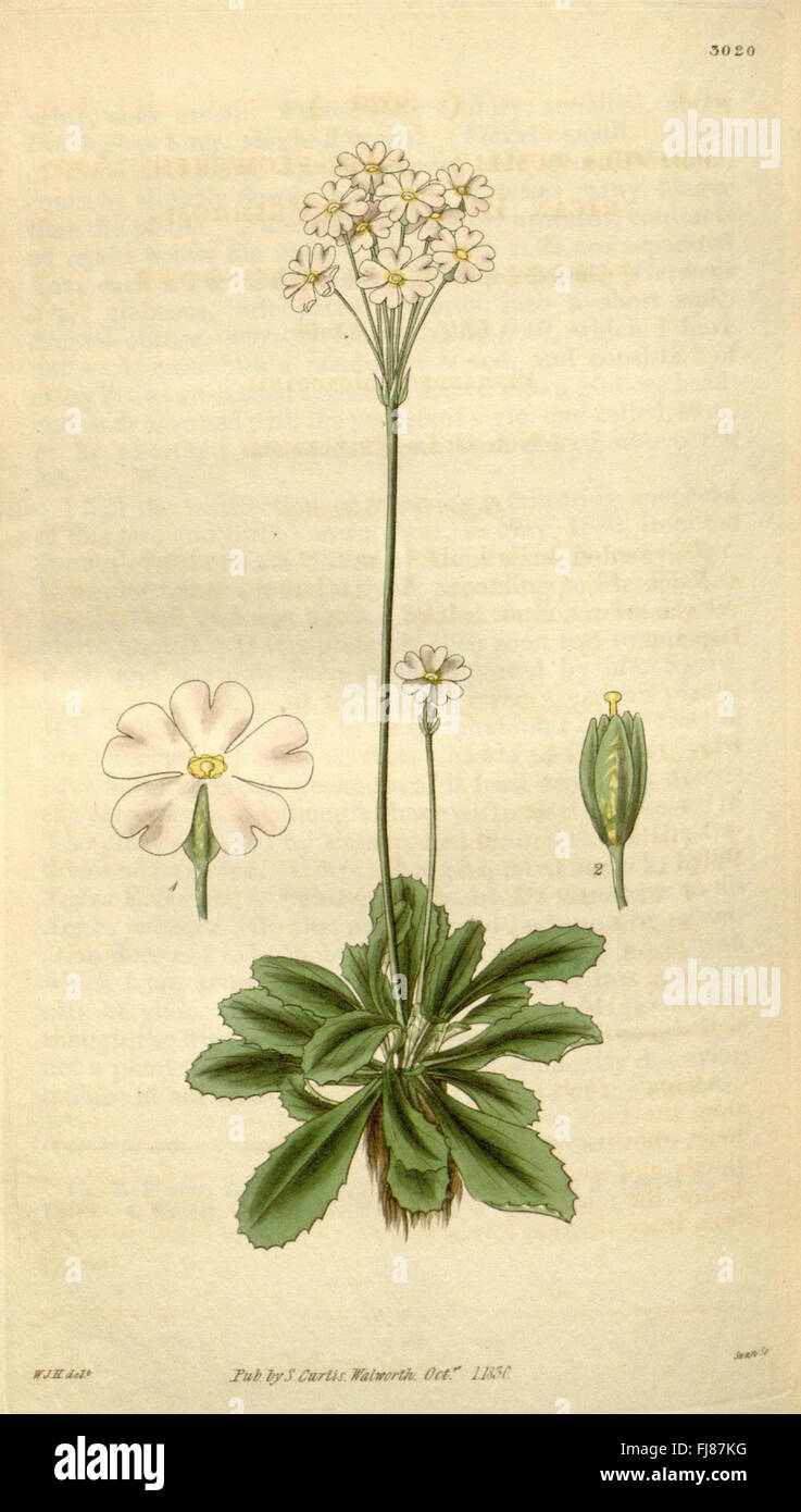 Curtis's botanical magazine Stock Photo - Alamy