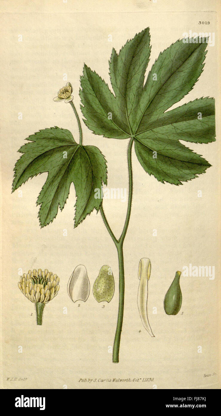 An illustrated botanical periodical, featuring detailed plant species ...