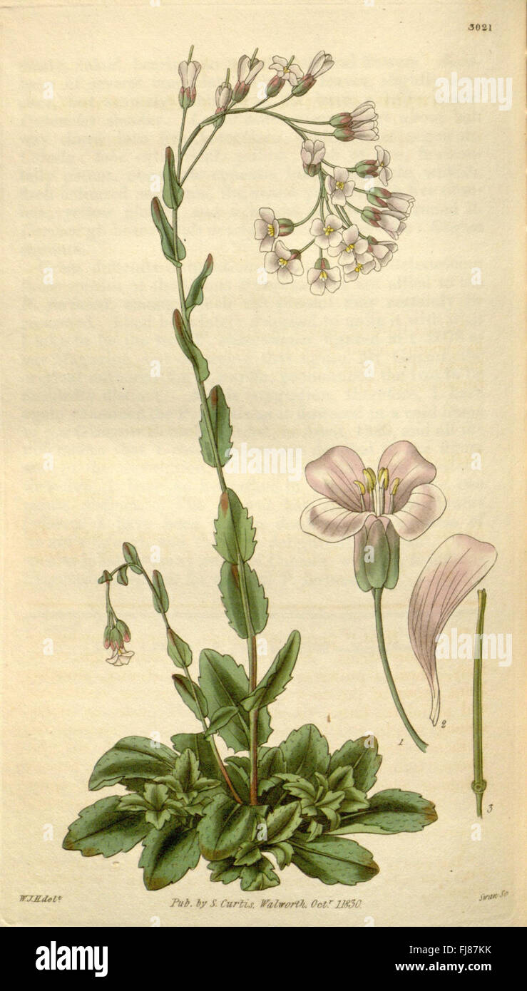 Curtis's Botanical Magazine, a historic botanical periodical featuring ...