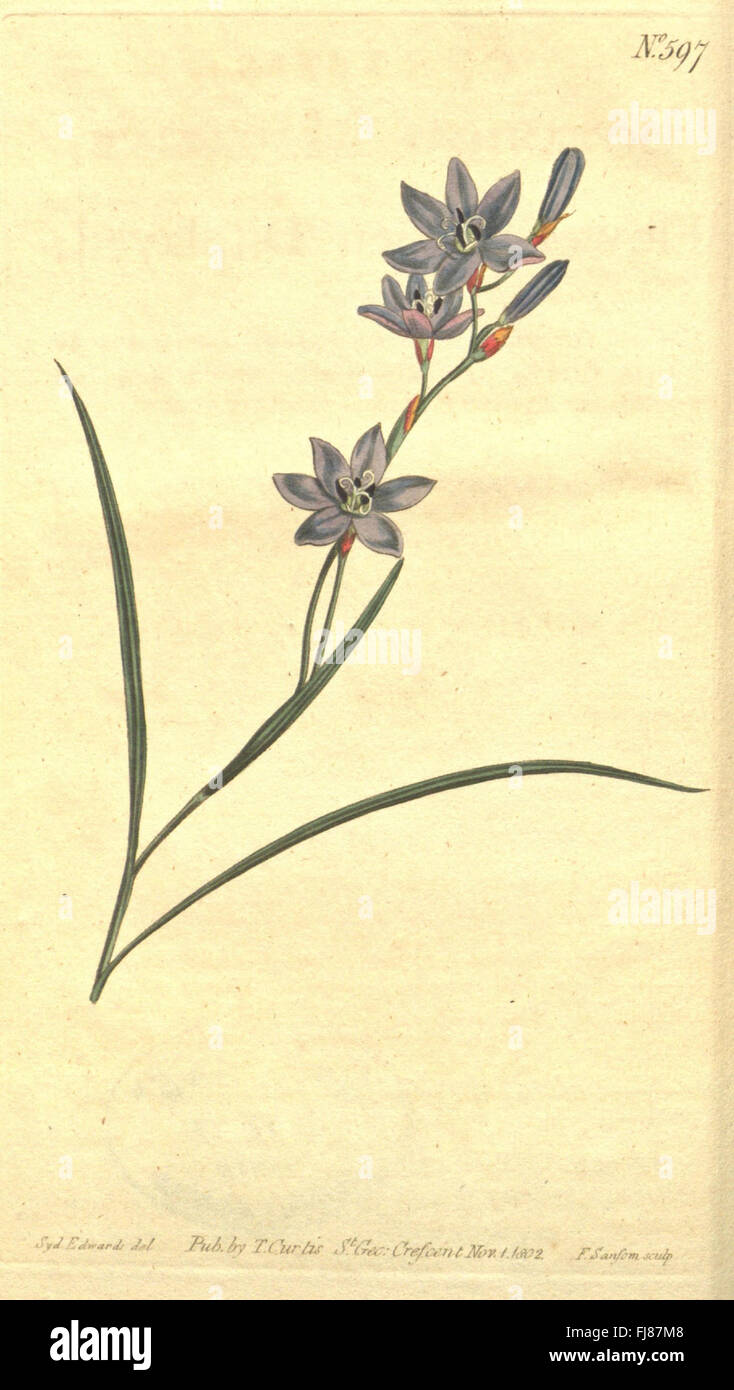 Curtis's Botanical Magazine (No. 597), Botany, Missouri Botanical ...