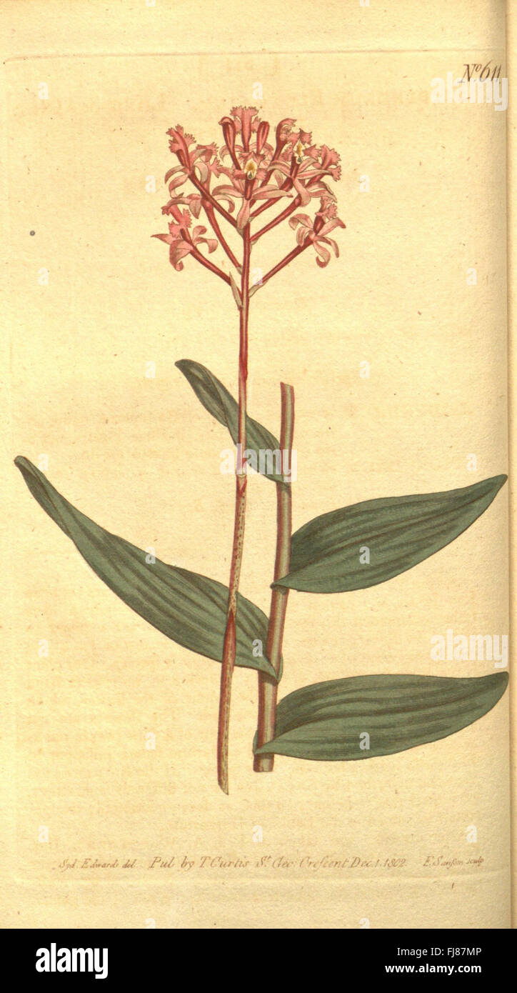 A periodical publication of Curtis's Botanical Magazine, issue number ...