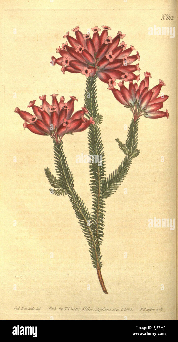 Curtis's Botanical Magazine features botanical research and plant ...