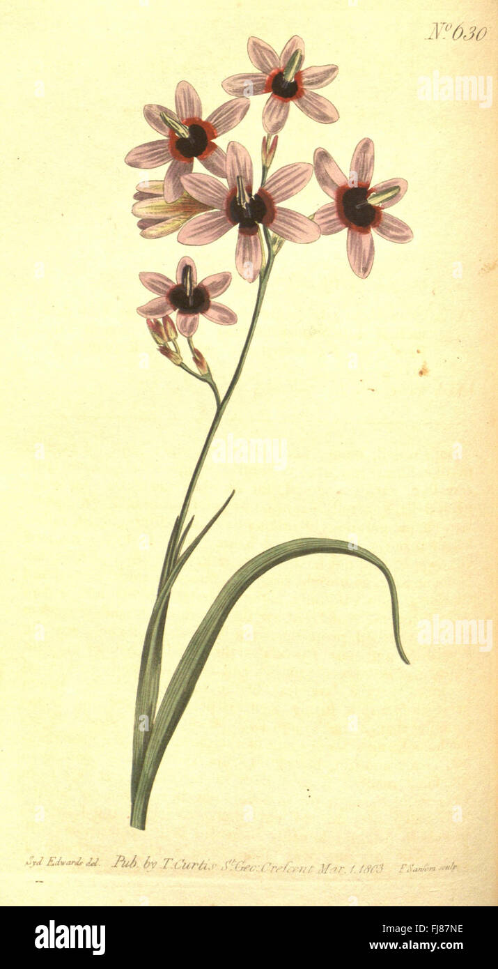 Curtis's botanical magazine (No. 630), Botany Missouri Botanical Garden ...