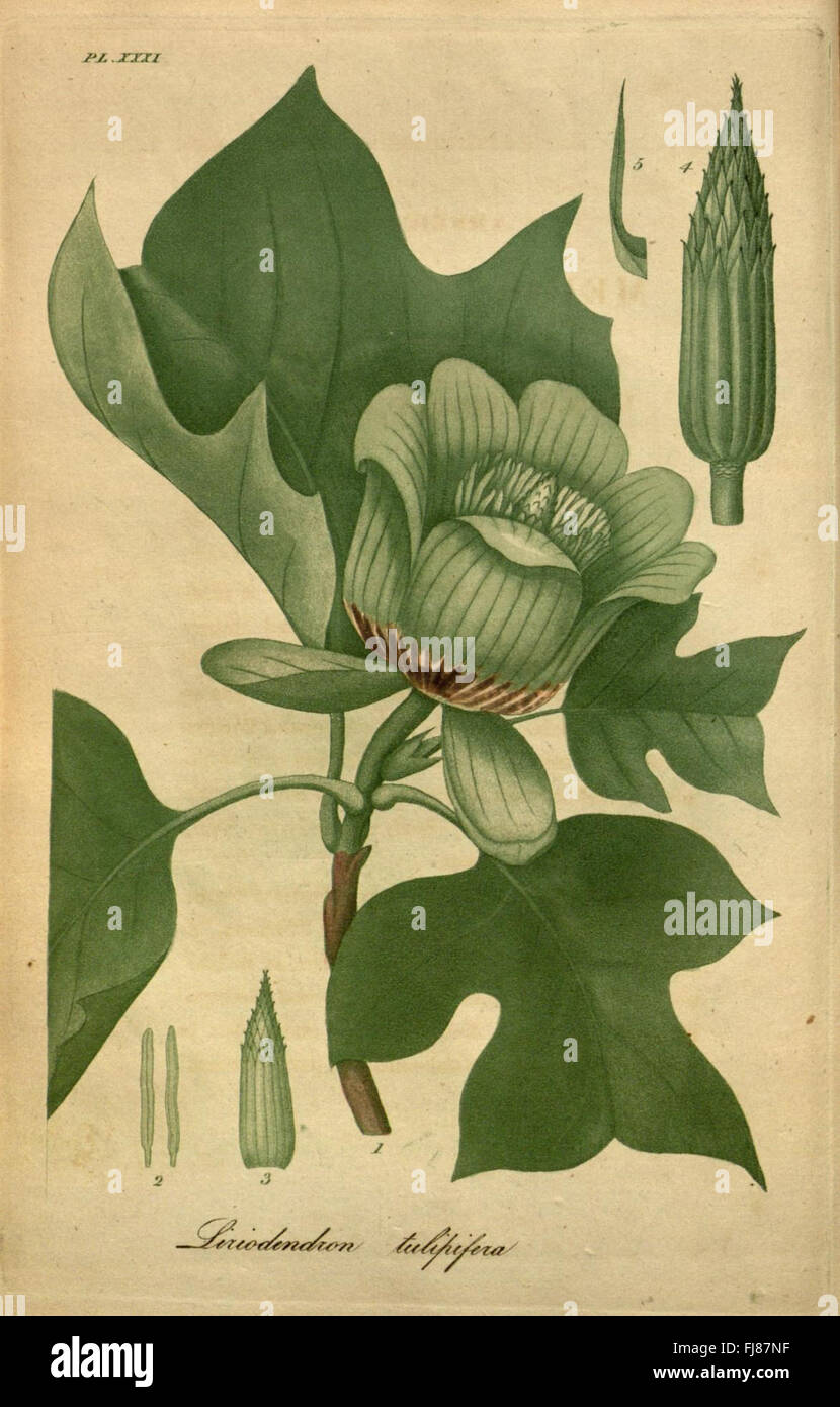 American medical botany, Botany, Medical Materia medica, Vegetable ...