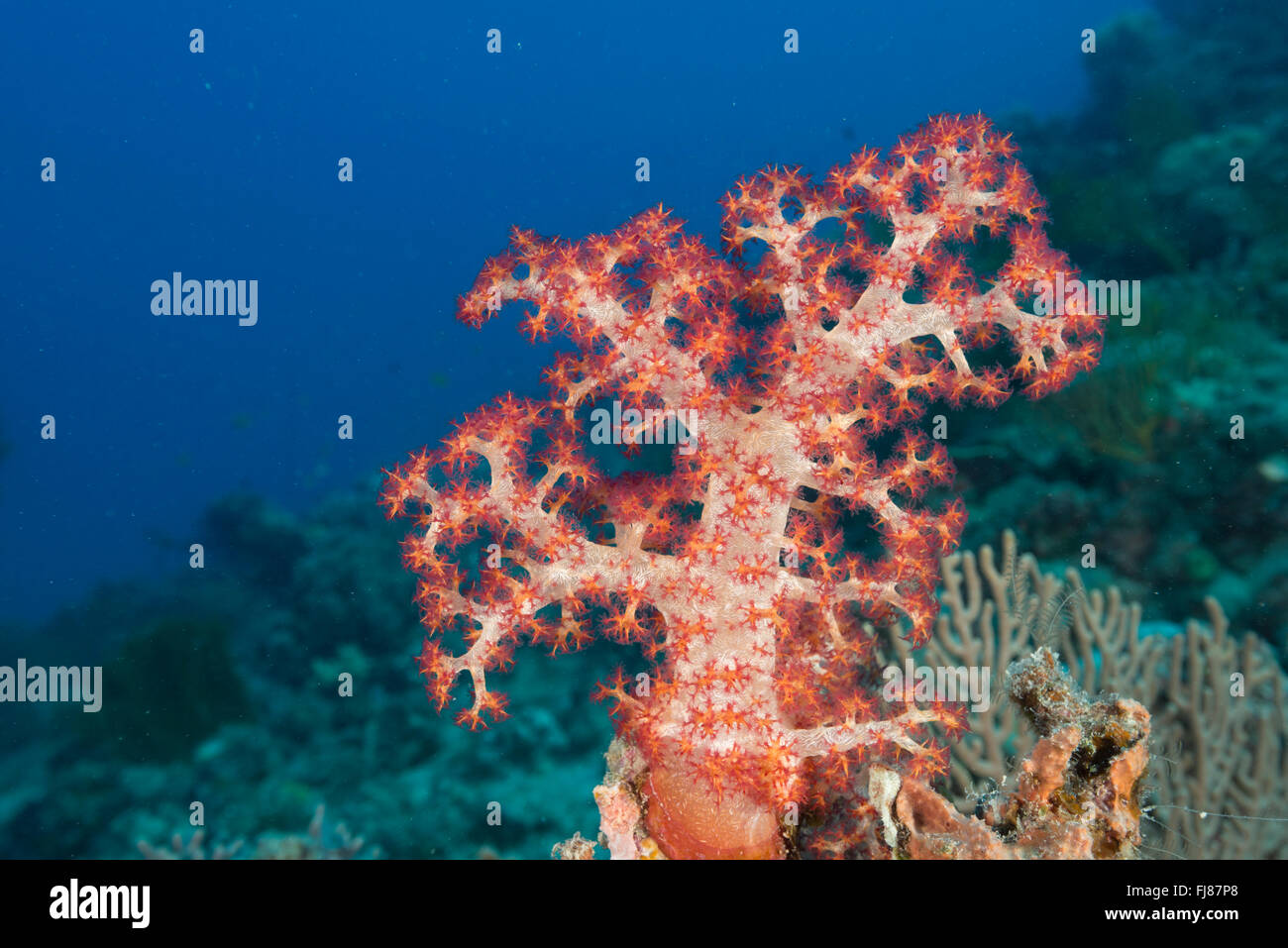 Great Barrier Reef Coral Polyps