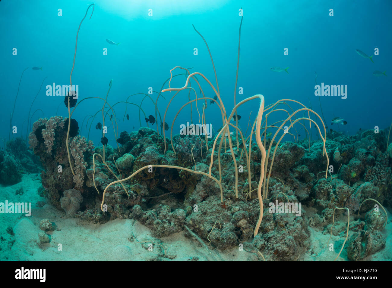 Crown corals hi-res stock photography and images - Alamy