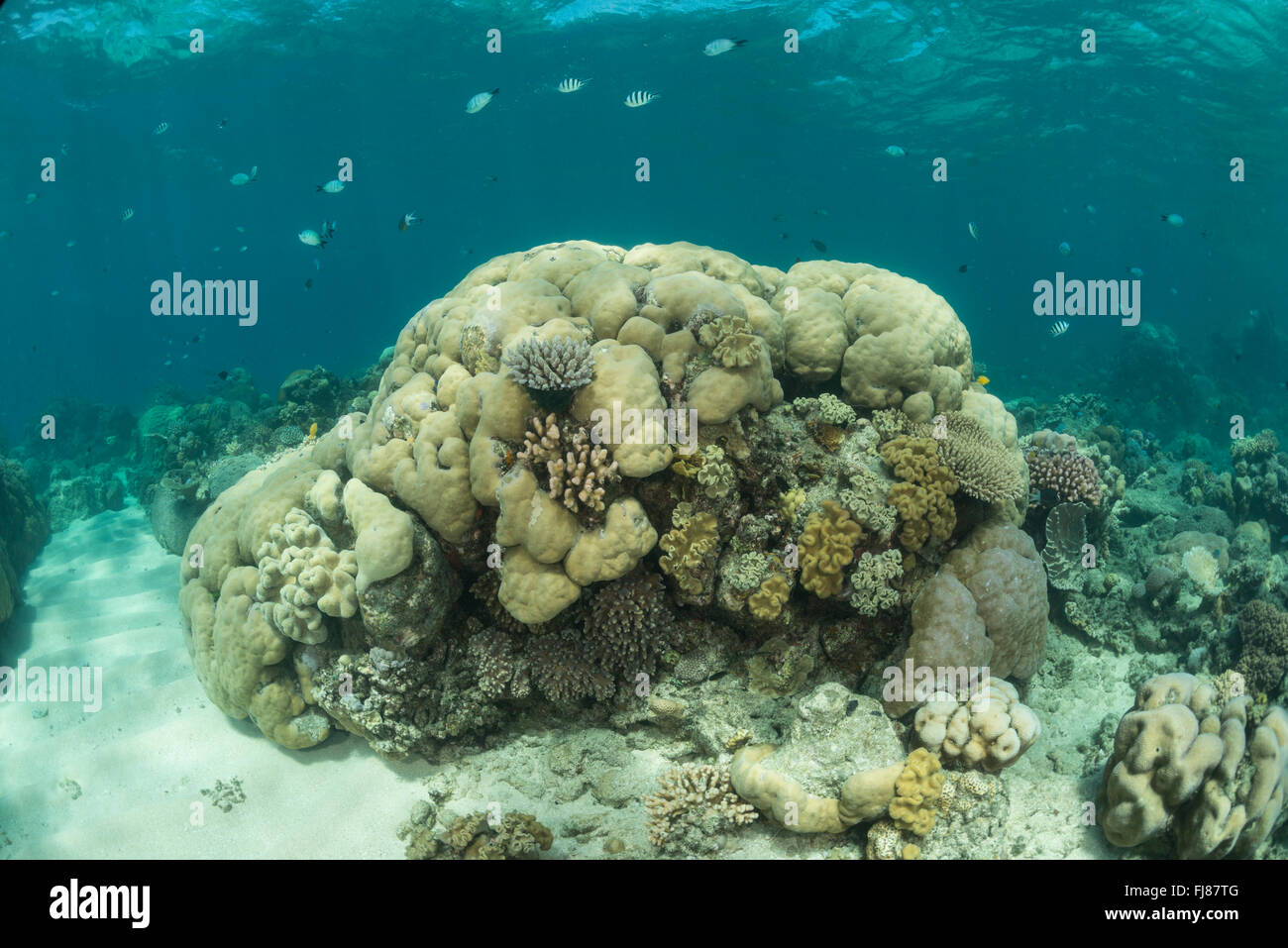 Porites coral head offers space to a healthy reef habitat Stock Photo ...
