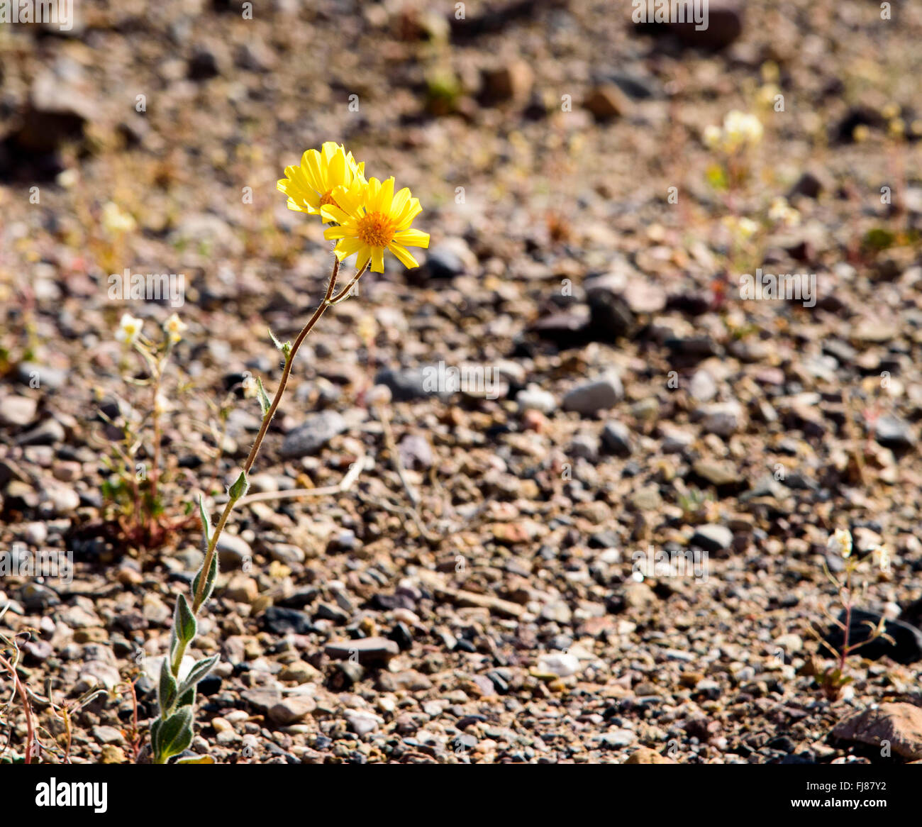 Flowers In Rocky Soil at Cora Turner blog