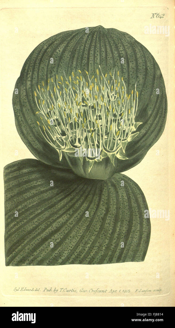An illustration from 'Curtis's Botanical Magazine', Issue No. 642 ...