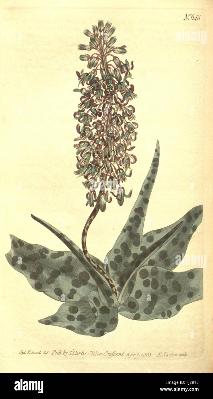 Botanical magazine featuring illustrations and descriptions of rare and ...