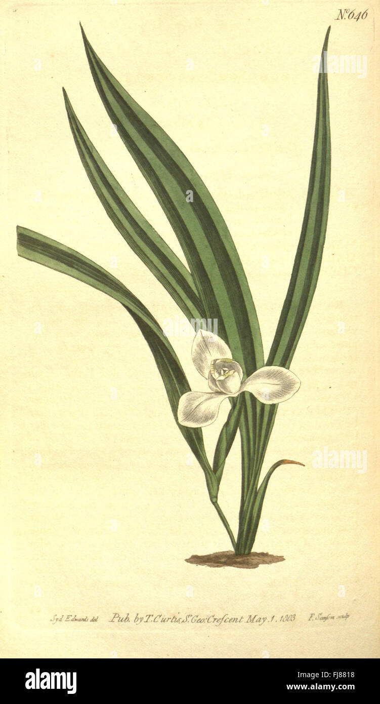 A historical issue of Curtis's Botanical Magazine, featuring rare ...