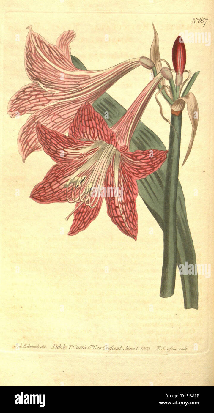 Curtis's botanical magazine (No. 657), Botany Missouri Botanical Garden ...