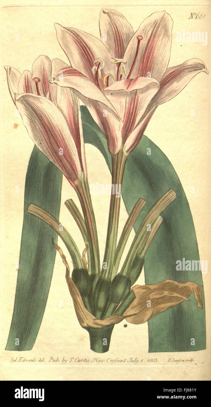 Illustrated botanical periodical featuring plant descriptions, taxonomy ...