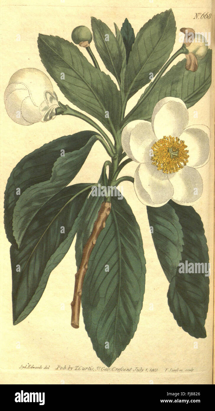 An illustration from Curtis's Botanical Magazine, featuring various ...