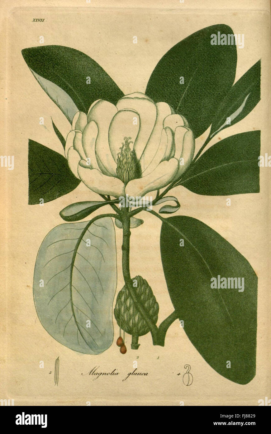 American medical botany, A botanical reference focusing on the ...