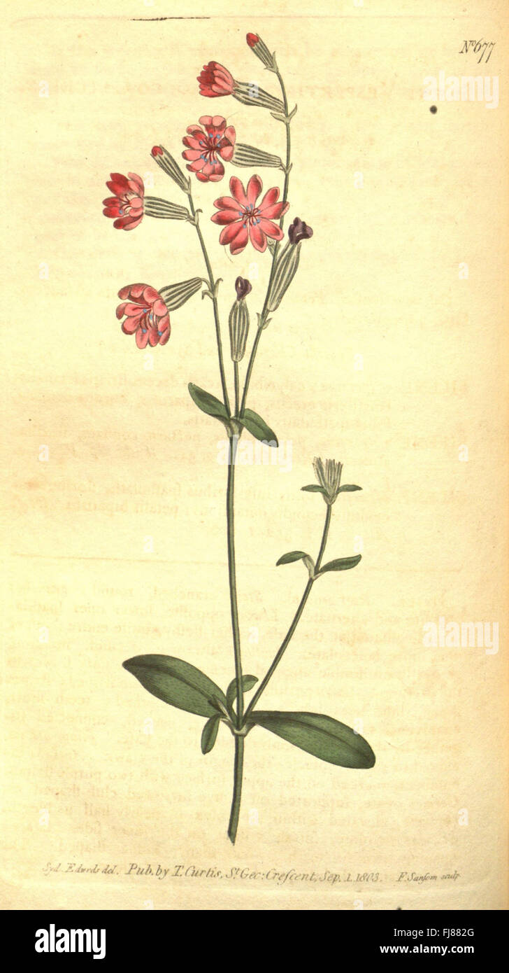 A detailed botanical magazine featuring illustrations and descriptions ...