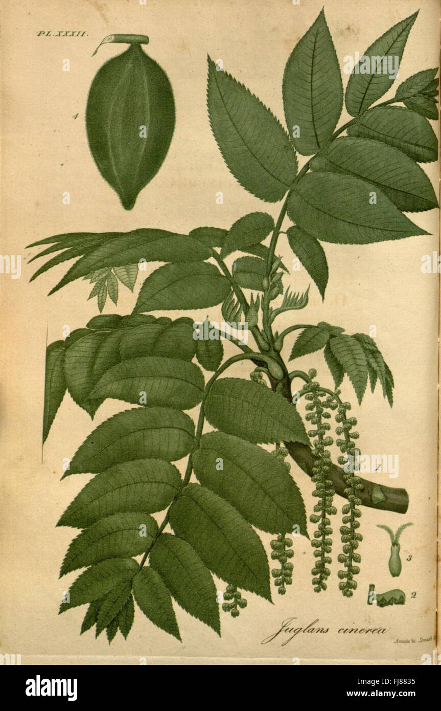 Medical plants catalog hi-res stock photography and images - Alamy