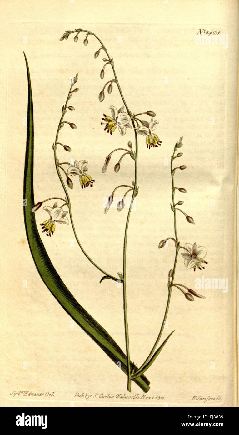 Botanical illustration from Curtis's Botanical Magazine, featuring a ...