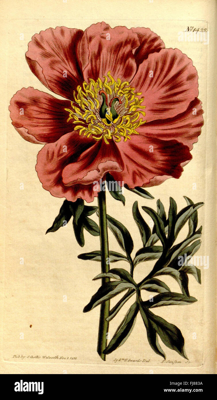 Curtis's Botanical Magazine is a 19th-century botanical publication ...