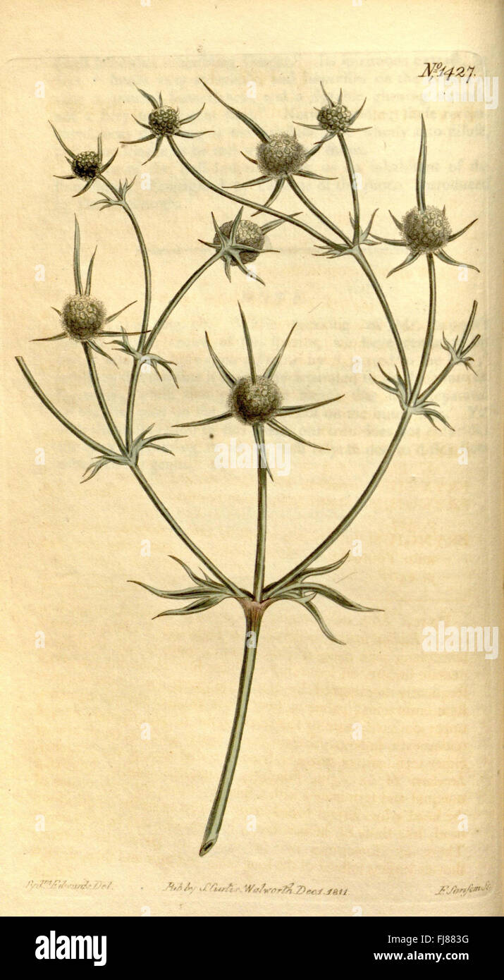 Botanical Studies at the Missouri Botanical Garden focus on plant ...