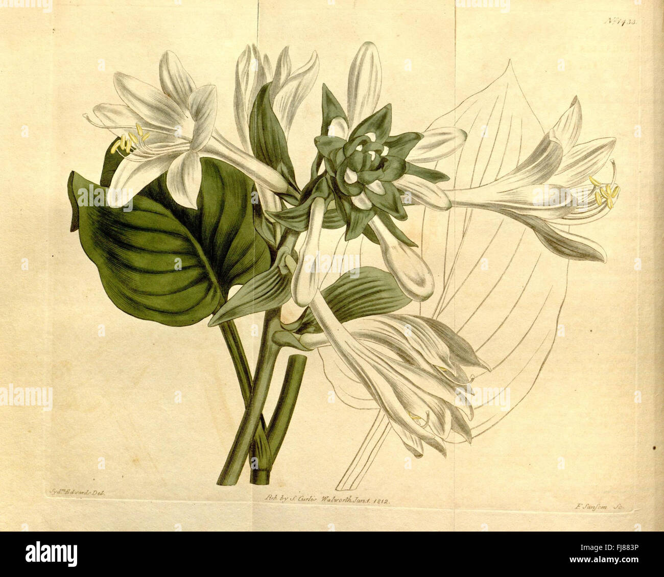 Curtis's Botanical Magazine - Plate 1433, Missouri Botanical Garden ...