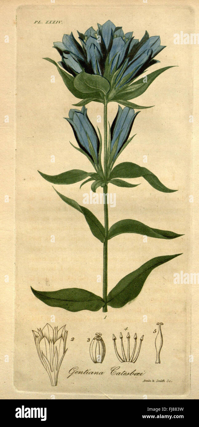 American medical botany Stock Photo - Alamy