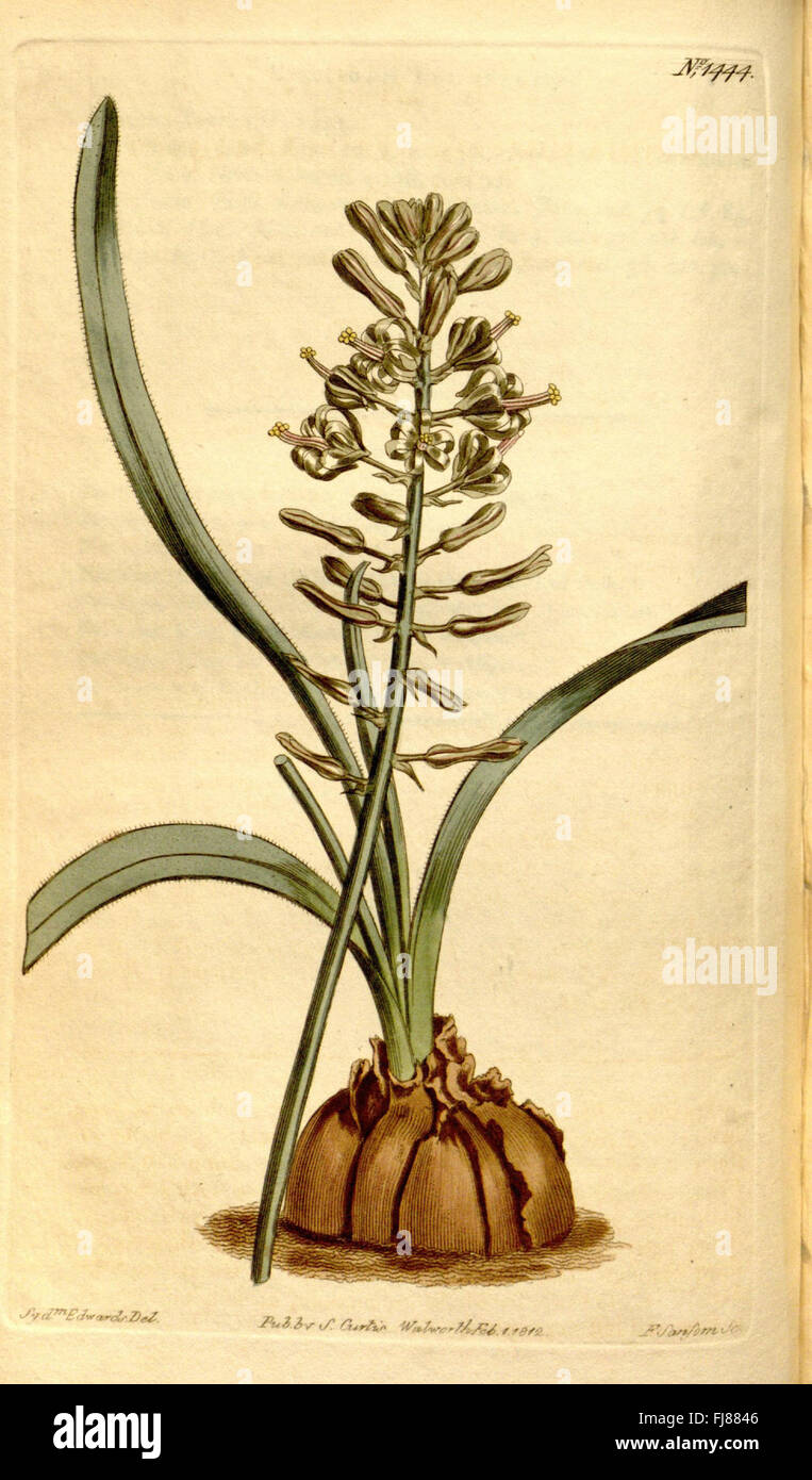 An illustration from Curtis's Botanical Magazine, showcasing a specific ...