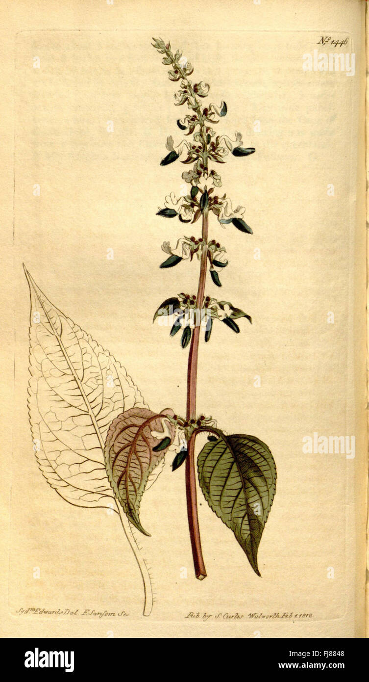 An illustrated botanical magazine showcasing a wide variety of plant ...