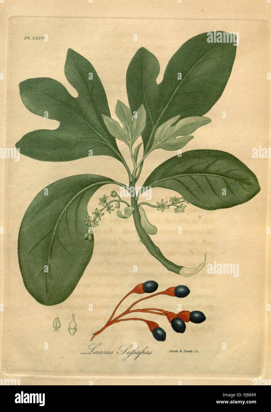 American medical botany Stock Photo - Alamy