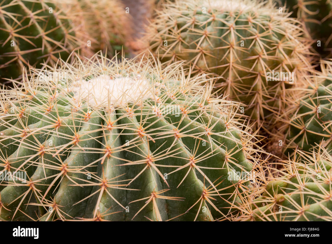 cactus top view, discocactus Stock Photo - Alamy