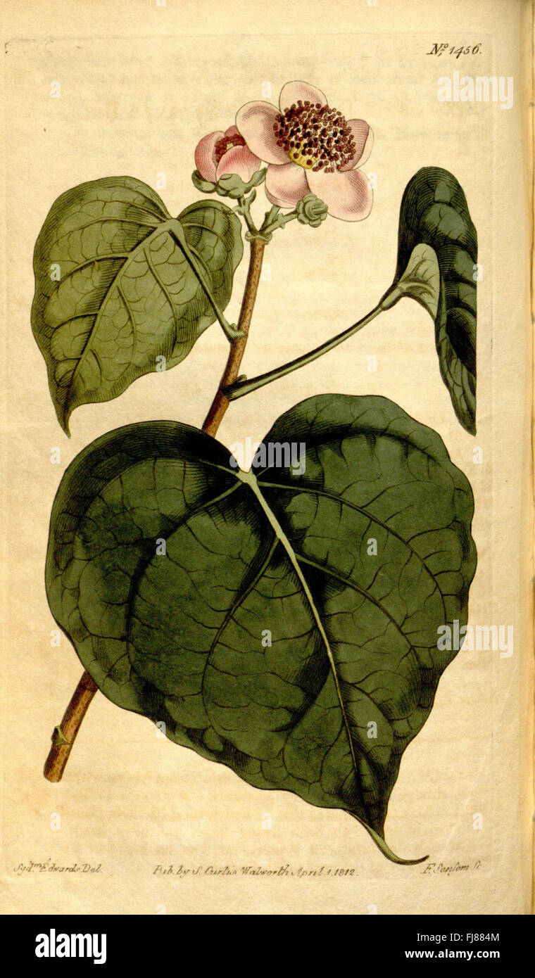 Curtis's Botanical Magazine (Plate 1456), Botany, Missouri Botanical ...