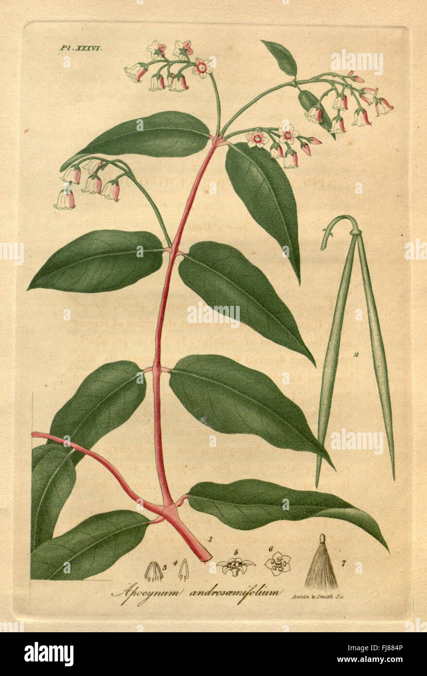 A historical botanical reference detailing the medicinal properties of ...