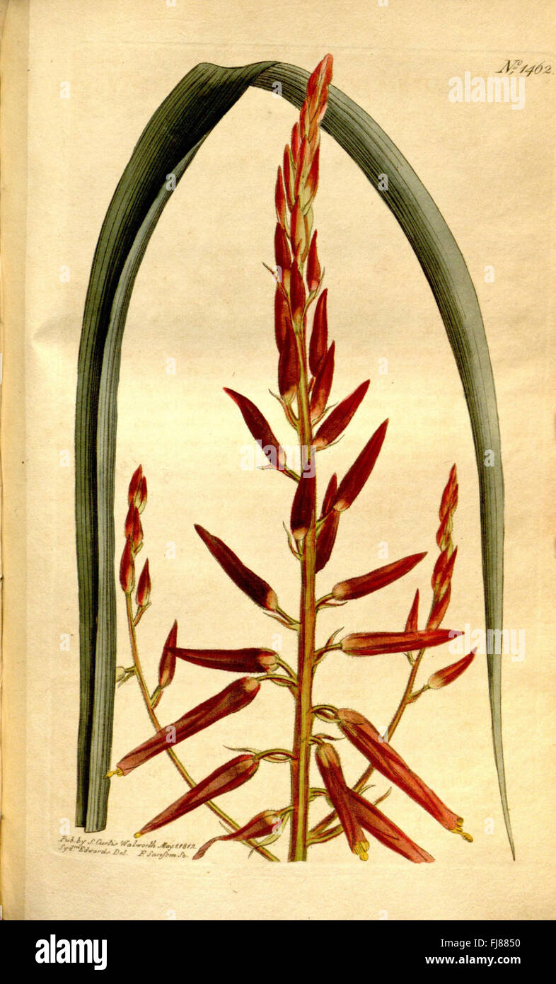 An illustrated botanical reference from Curtis’s Botanical Magazine ...