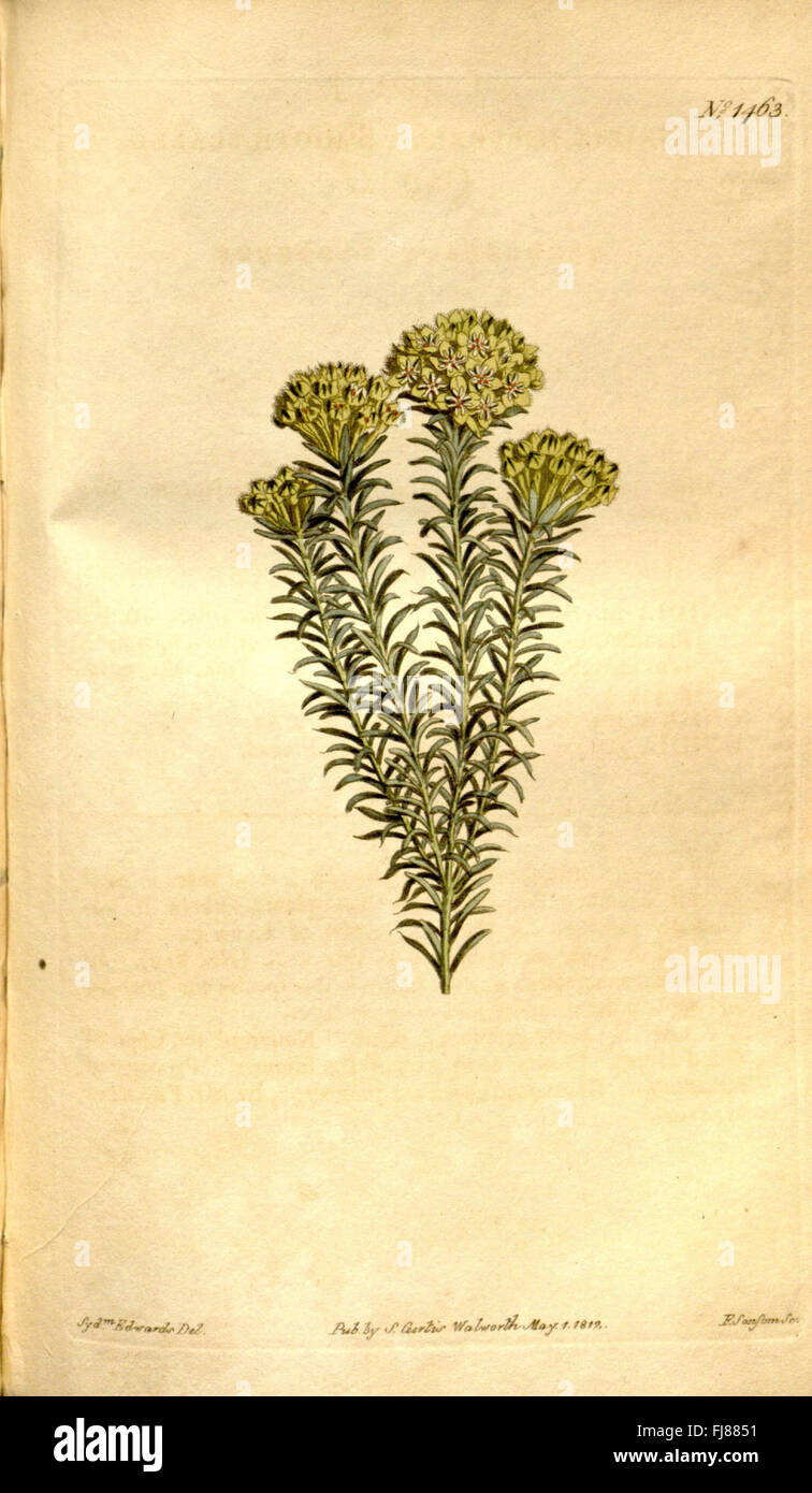 Botanical magazine featuring illustrations of plants and flowers ...