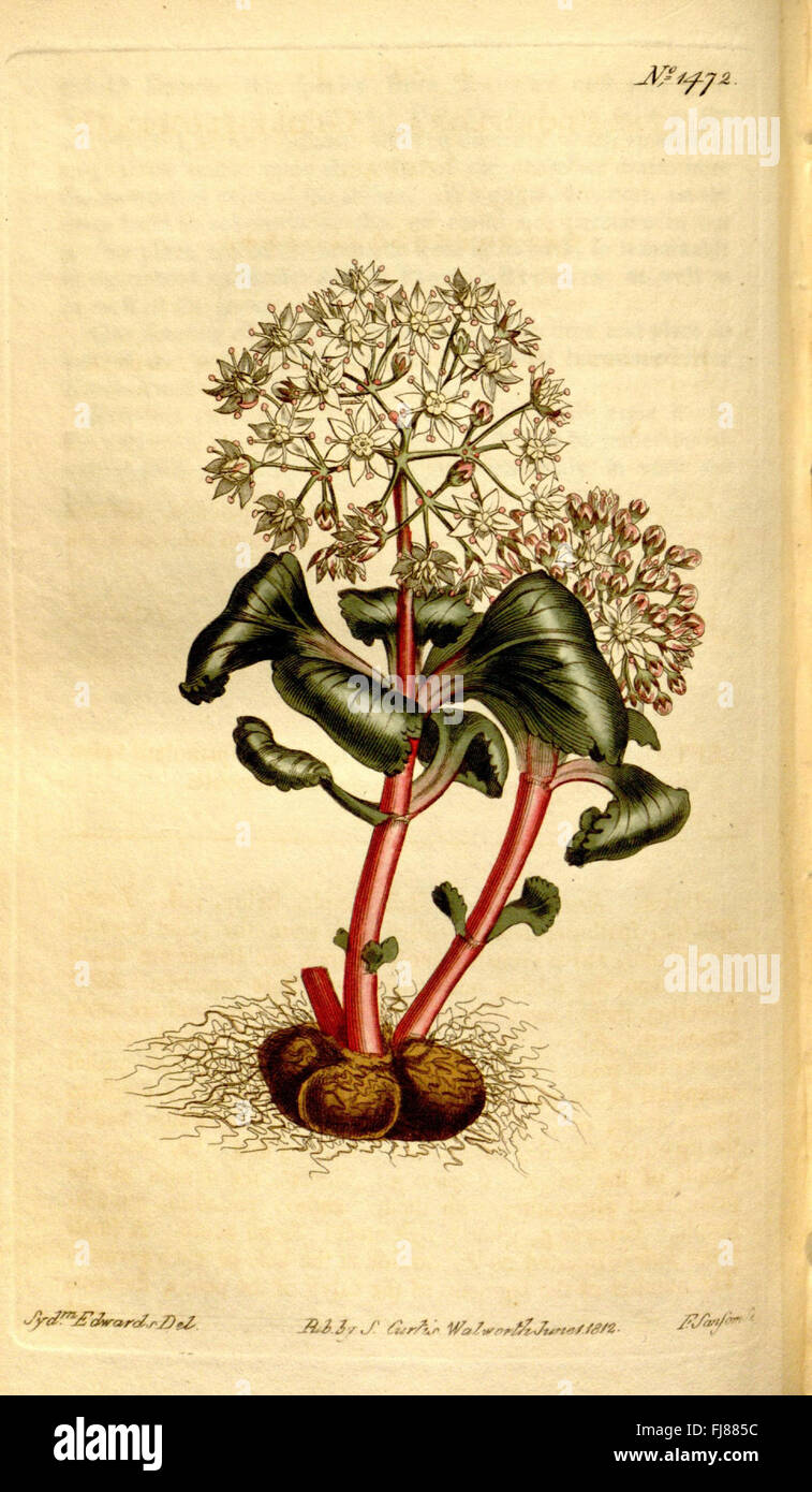 Botanical illustration from 'Curtis's Botanical Magazine' depicting ...