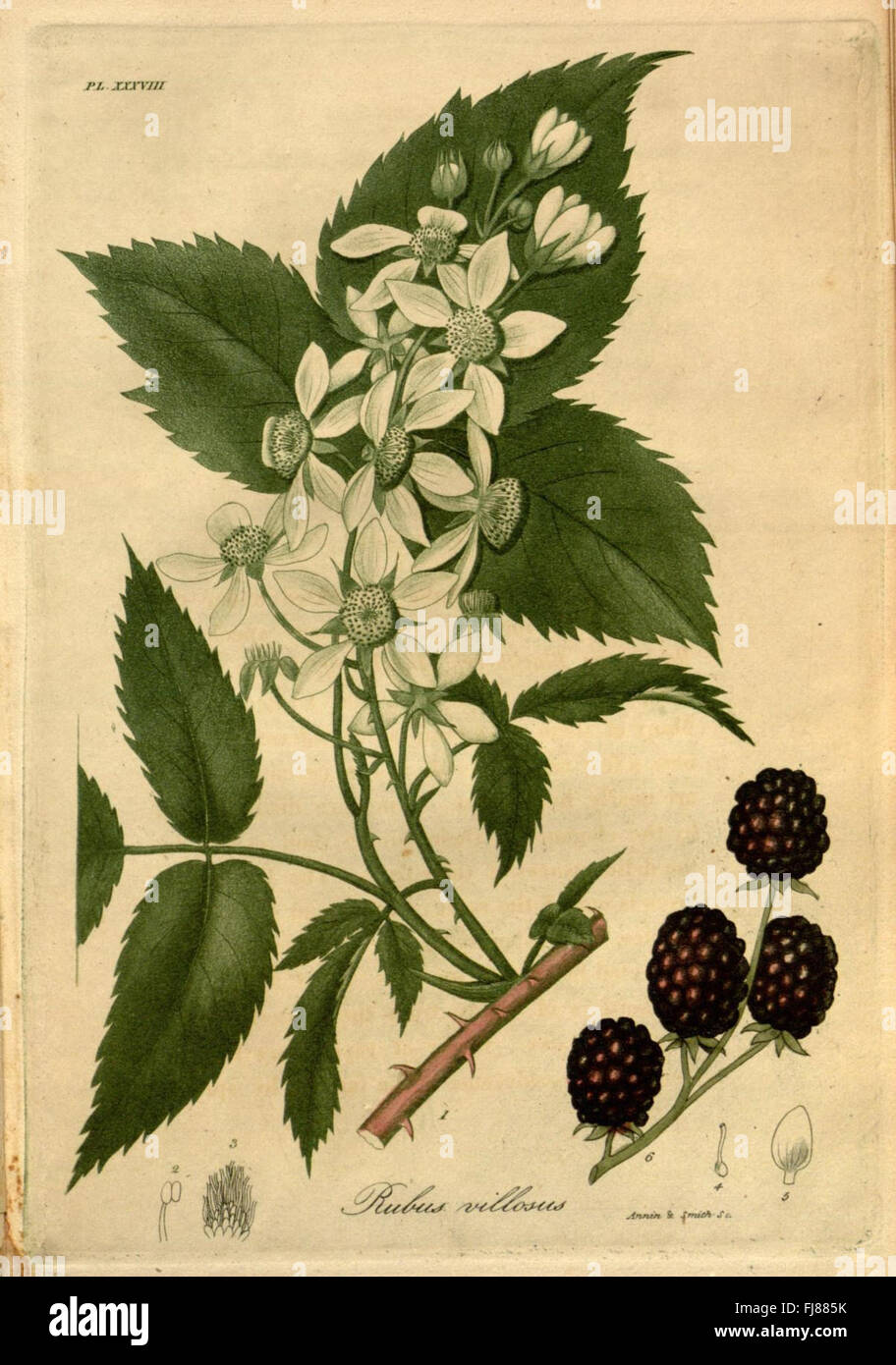 American medical botany Stock Photo - Alamy