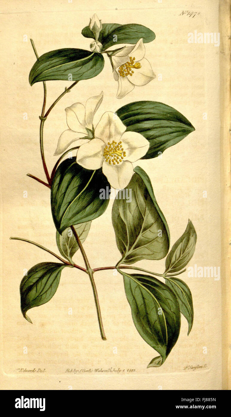Curtis's botanical magazine (Plate 1478): An illustration from Curtis's ...