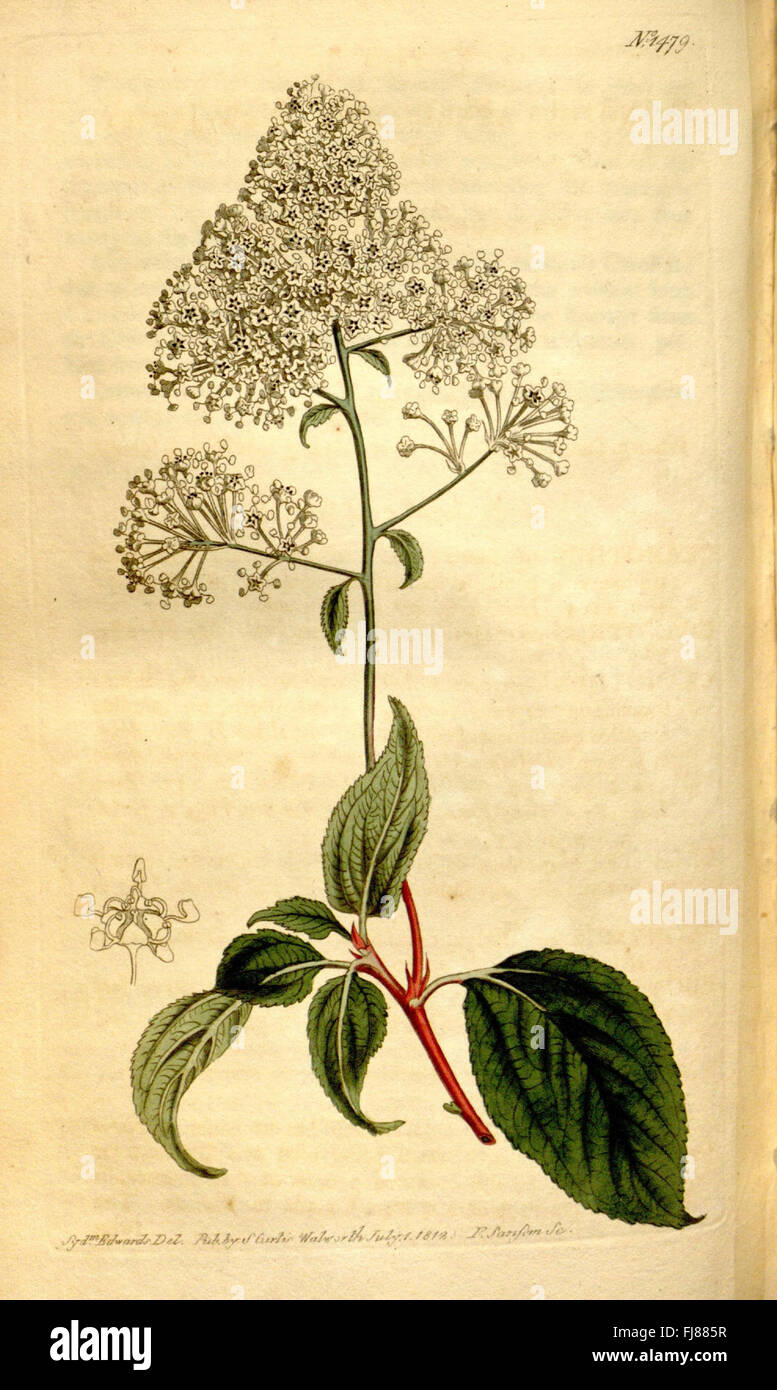 An illustration from 'Curtis's Botanical Magazine,' featuring a rare ...