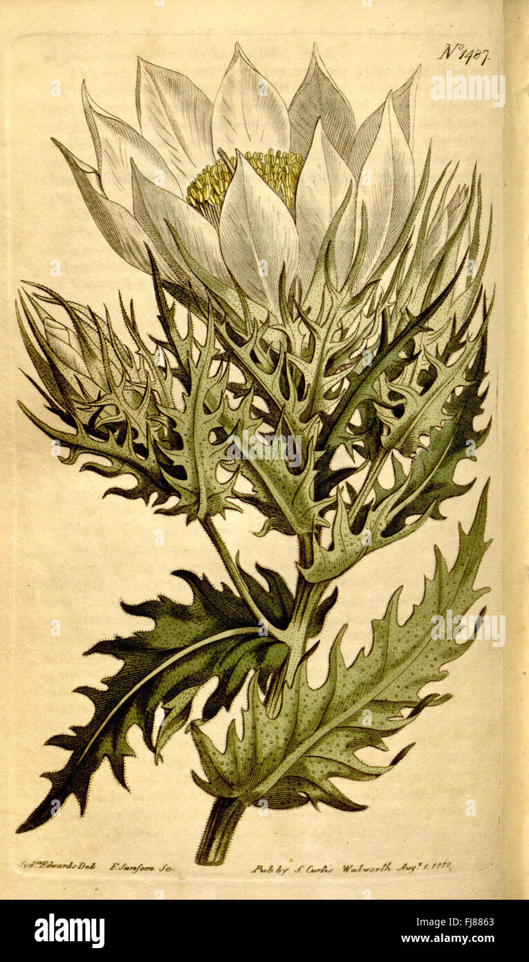 Curtis's botanical magazine (Plate 1487), Botany, Missouri Botanical ...