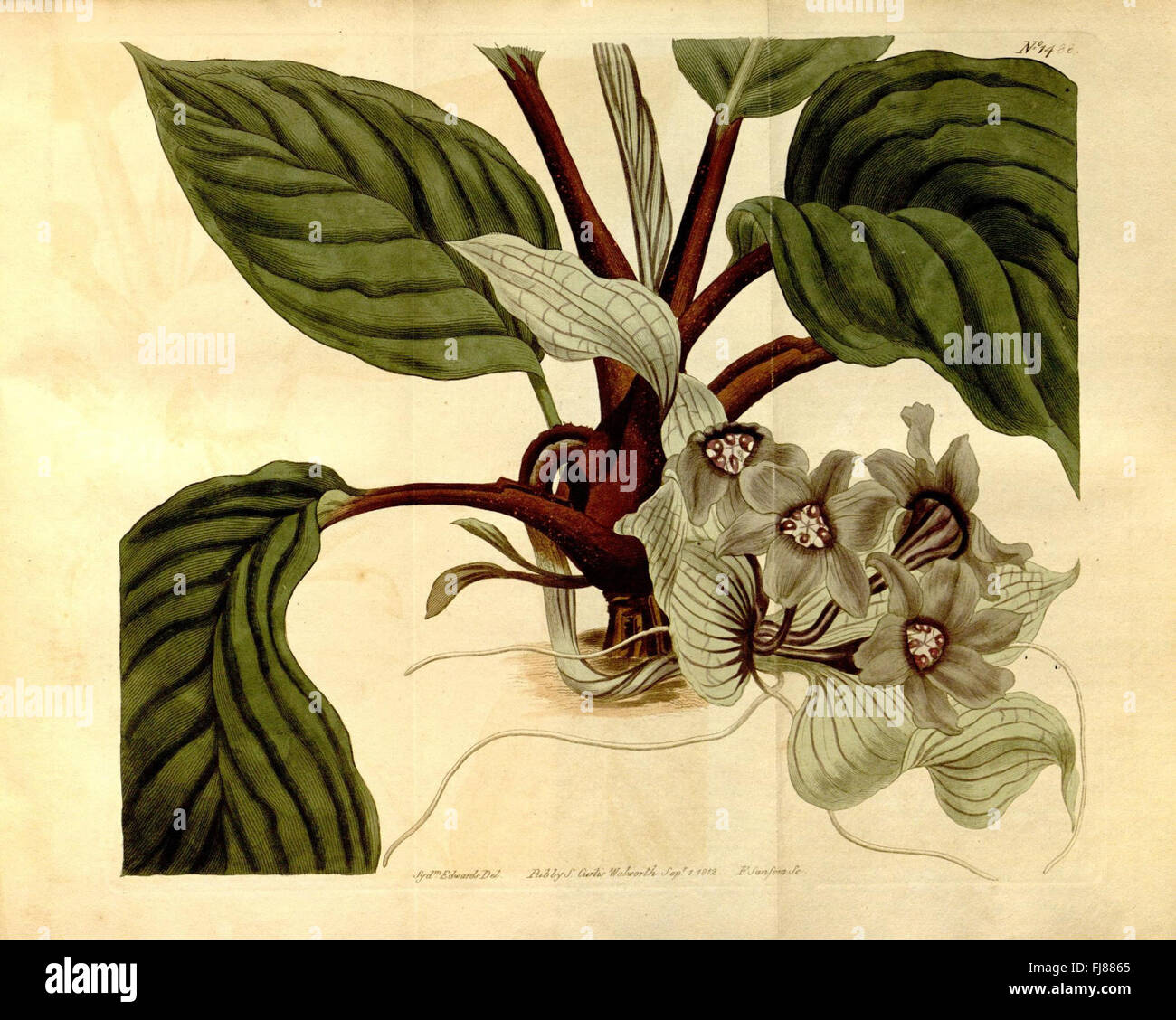 A botanical illustration from Curtis's Botanical Magazine, depicting a ...