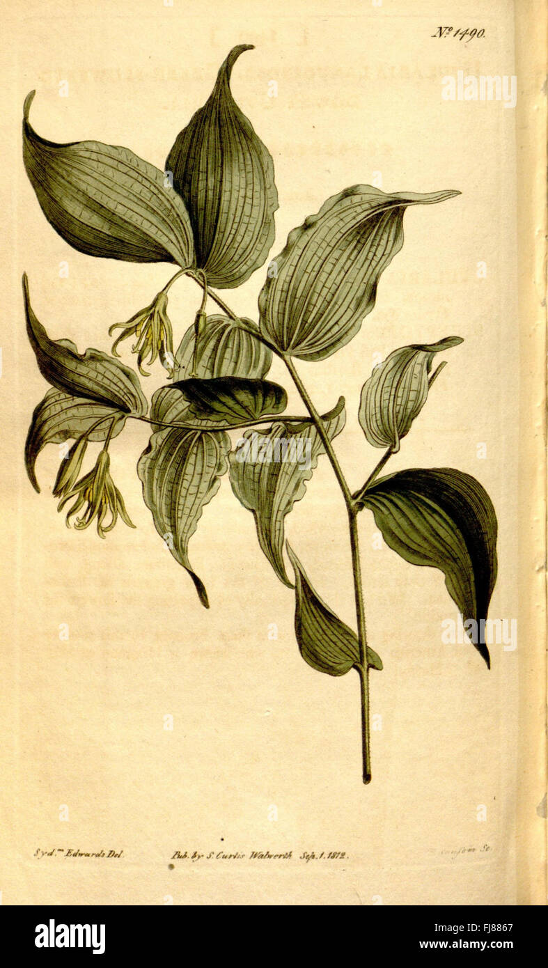 A famous botanical magazine featuring intricate plant illustrations ...