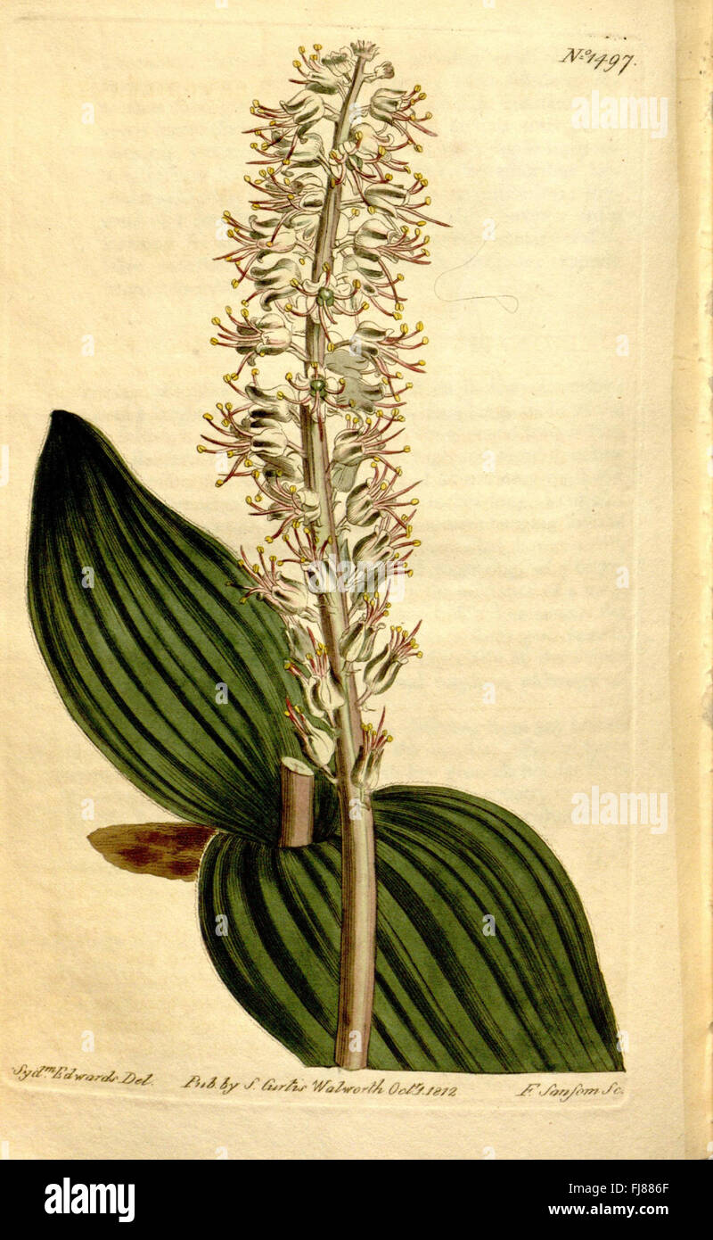 A botanical illustration of a specific plant species from Curtis's ...