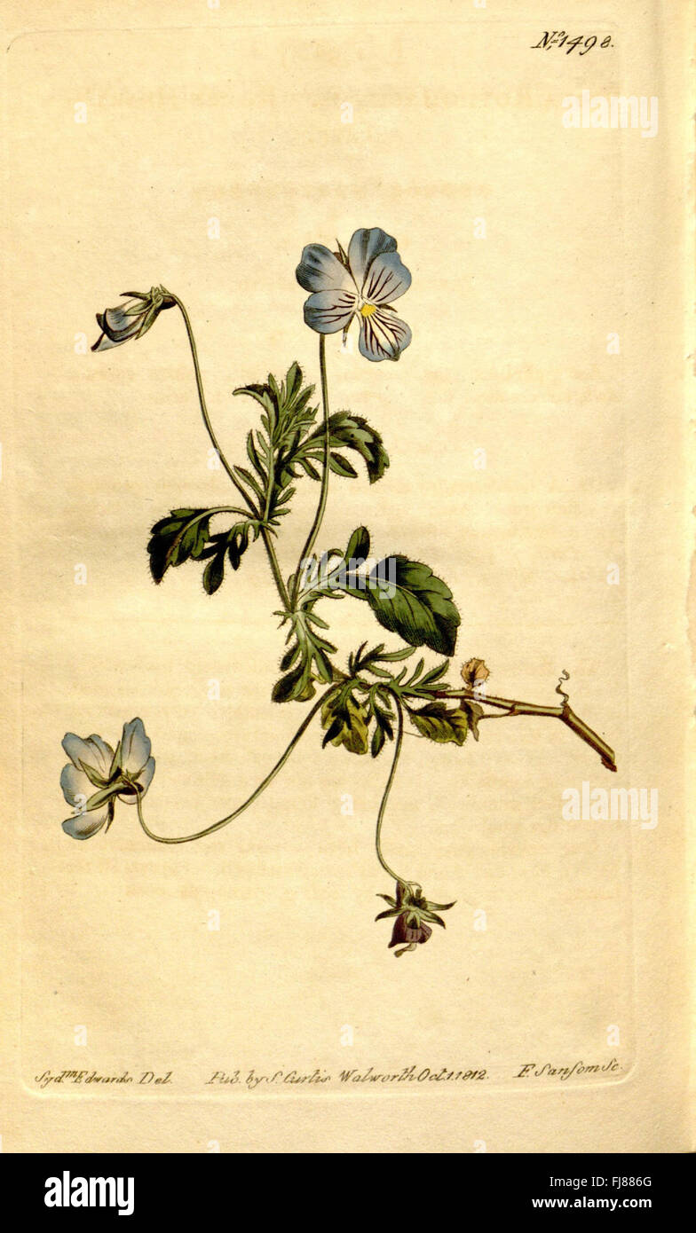Botanical illustration of a rare plant species featured in Curtis's ...