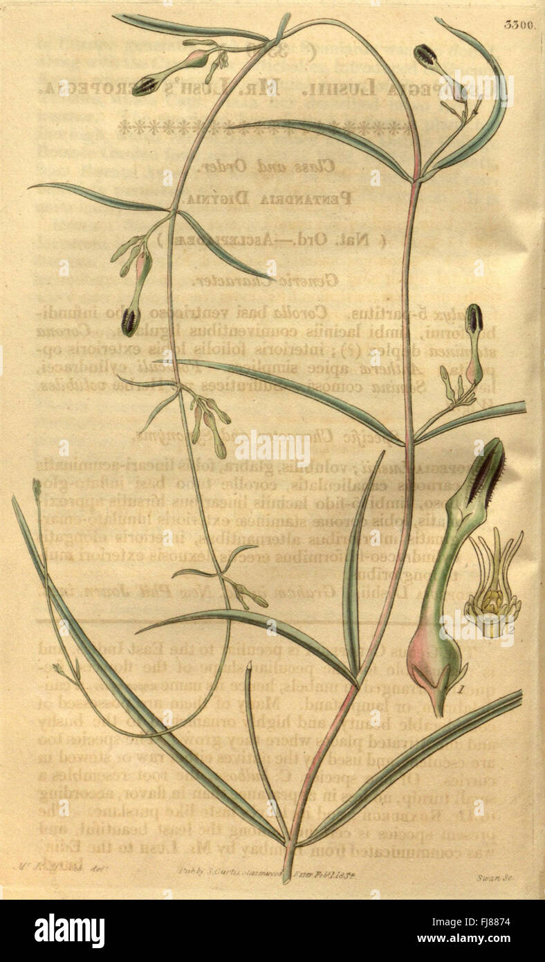 Botanical Illustration from Curtis's Botanical Magazine, Periodical ...