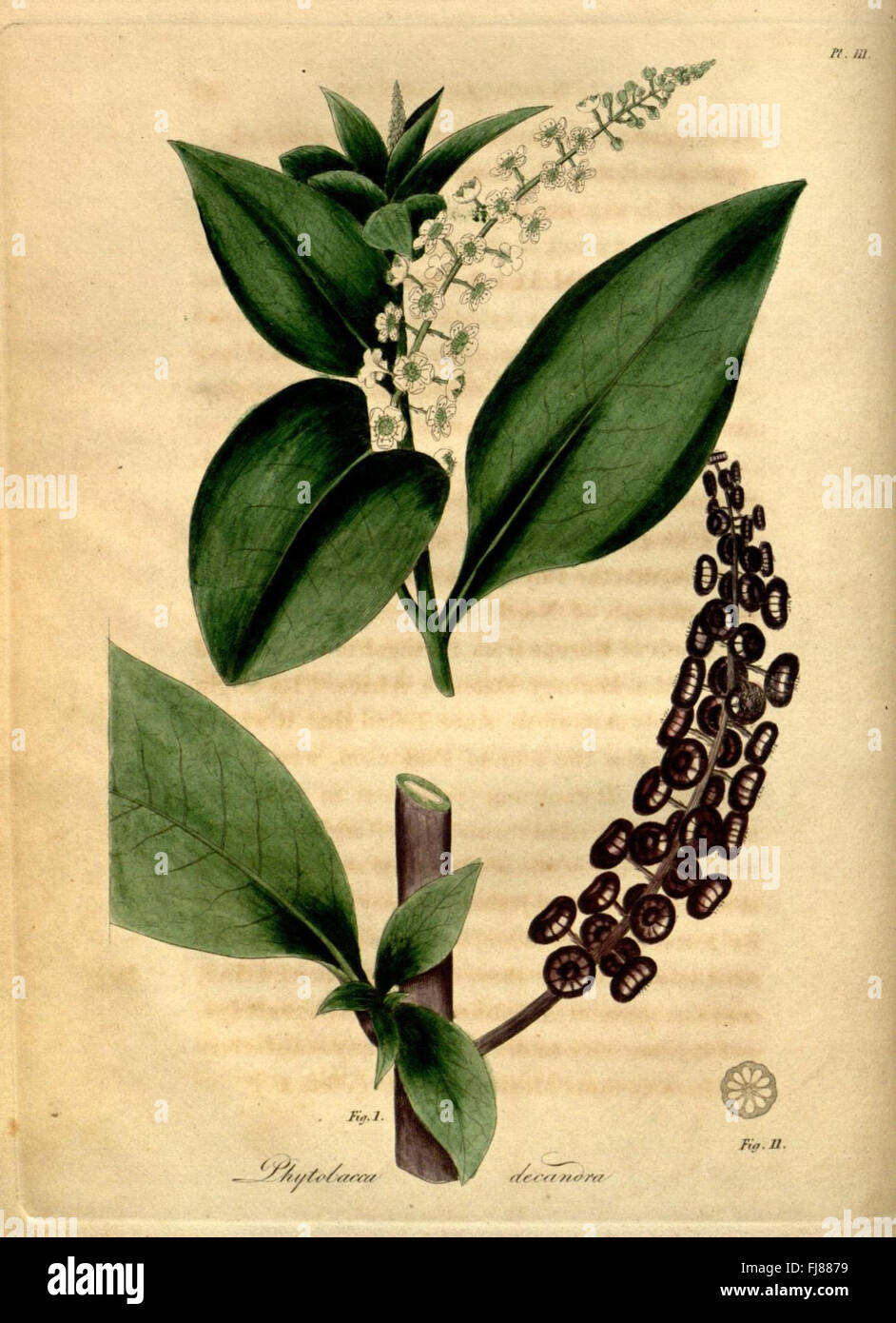 American Medical Botany, a detailed work on the medicinal uses of ...
