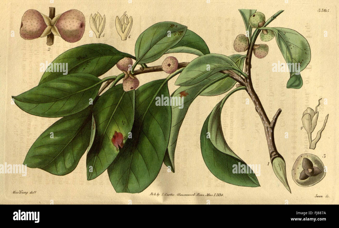 An issue of Curtis's Botanical Magazine featuring detailed botanical ...